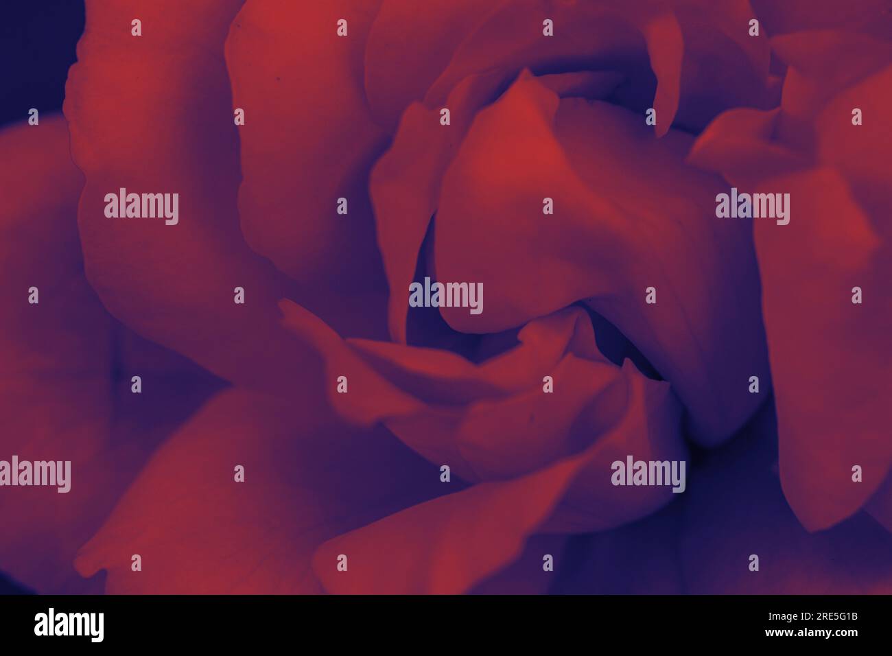 Duotone Rose background with smooth soft light and shapes. Minimal ...