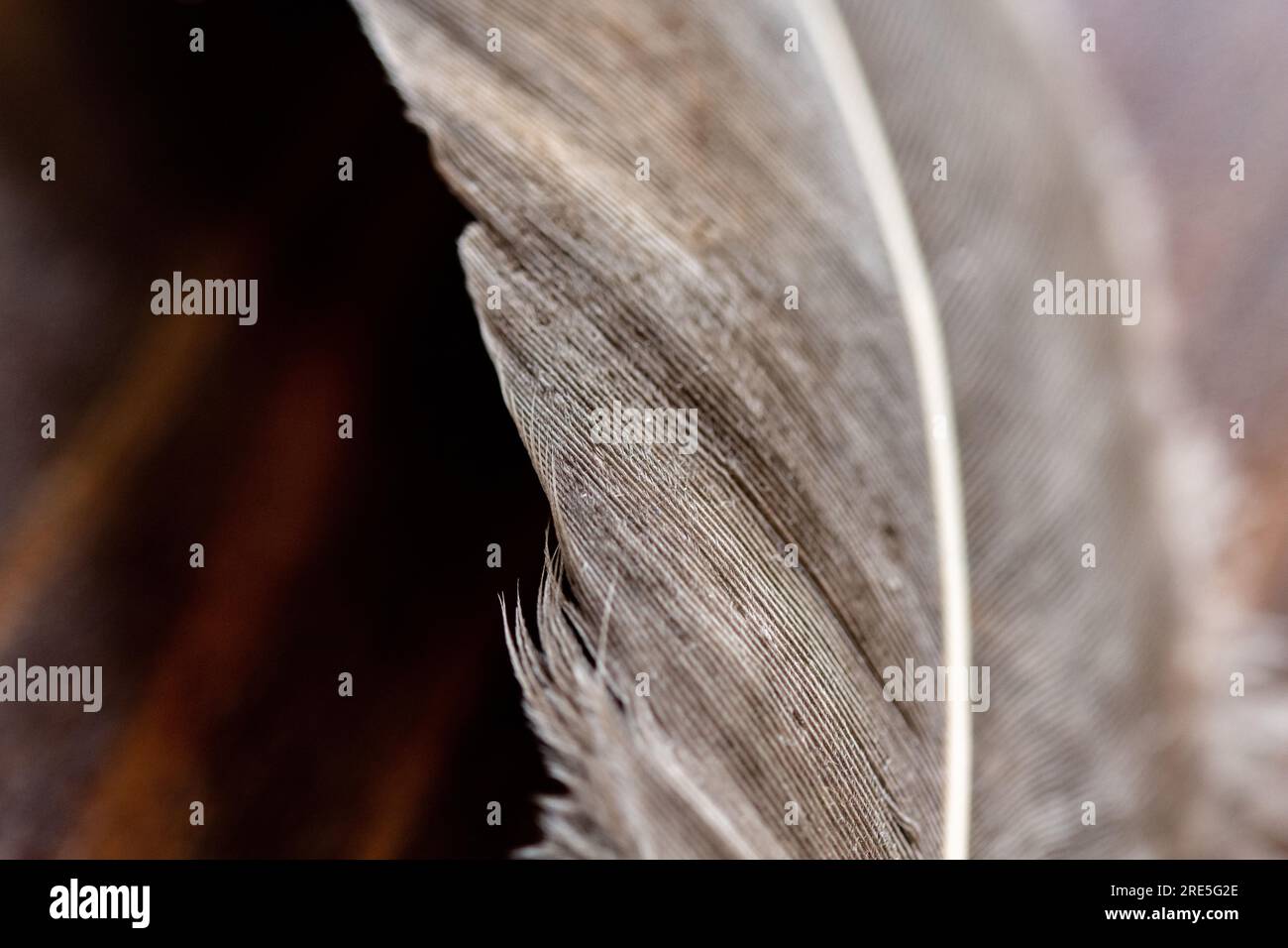bird feather in detail. Macro background natural colors Stock Photo - Alamy