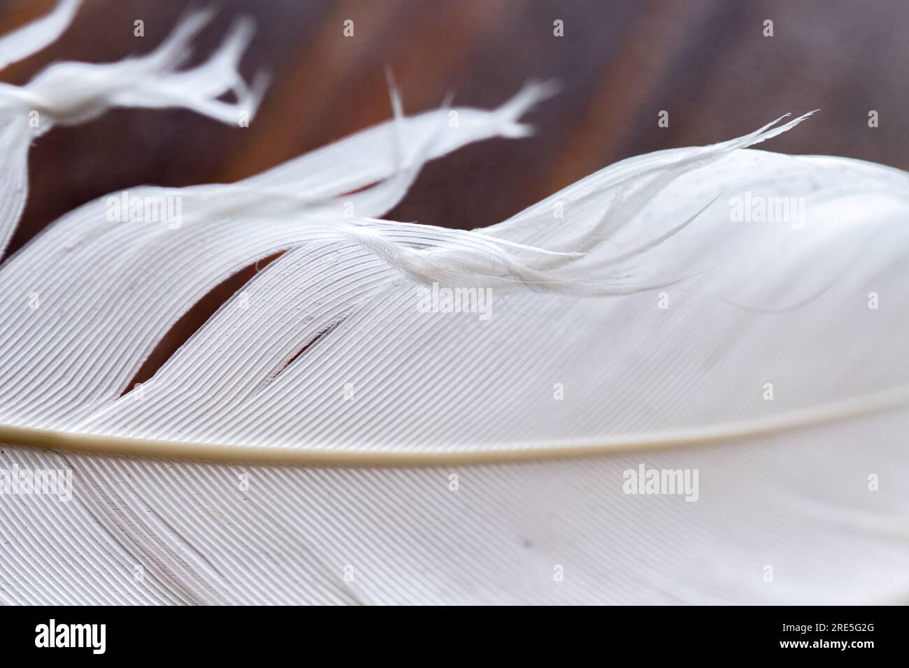 bird feather in detail. Macro background natural colors Stock Photo - Alamy