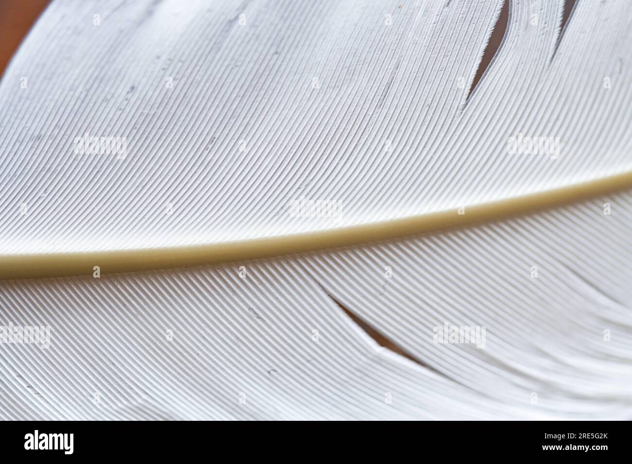 bird feather in detail. Macro background natural colors Stock Photo - Alamy