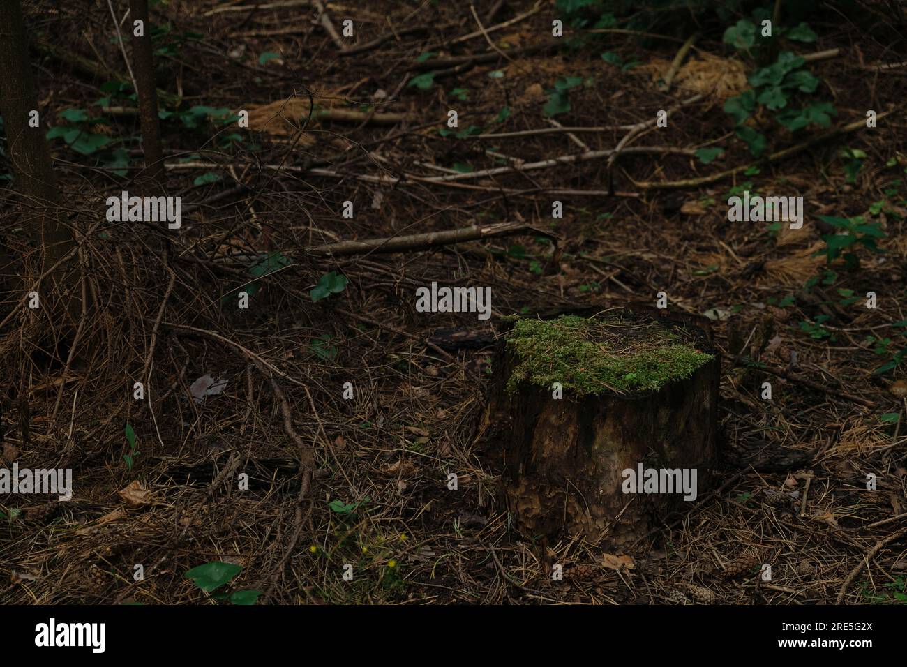 an old rotten stump with roots sticking out of the ground overgrown ...