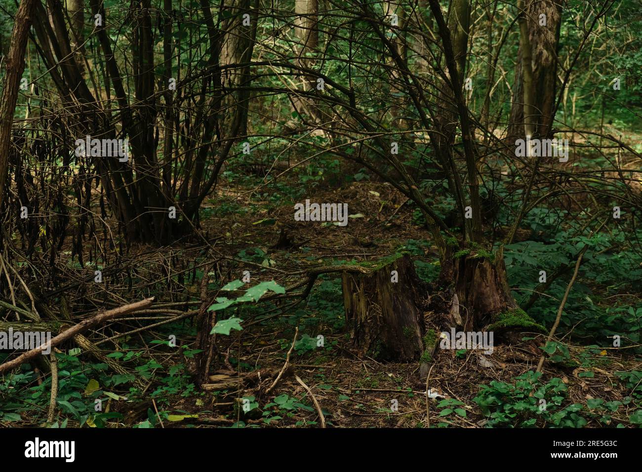 an old rotten stump with roots sticking out of the ground overgrown ...