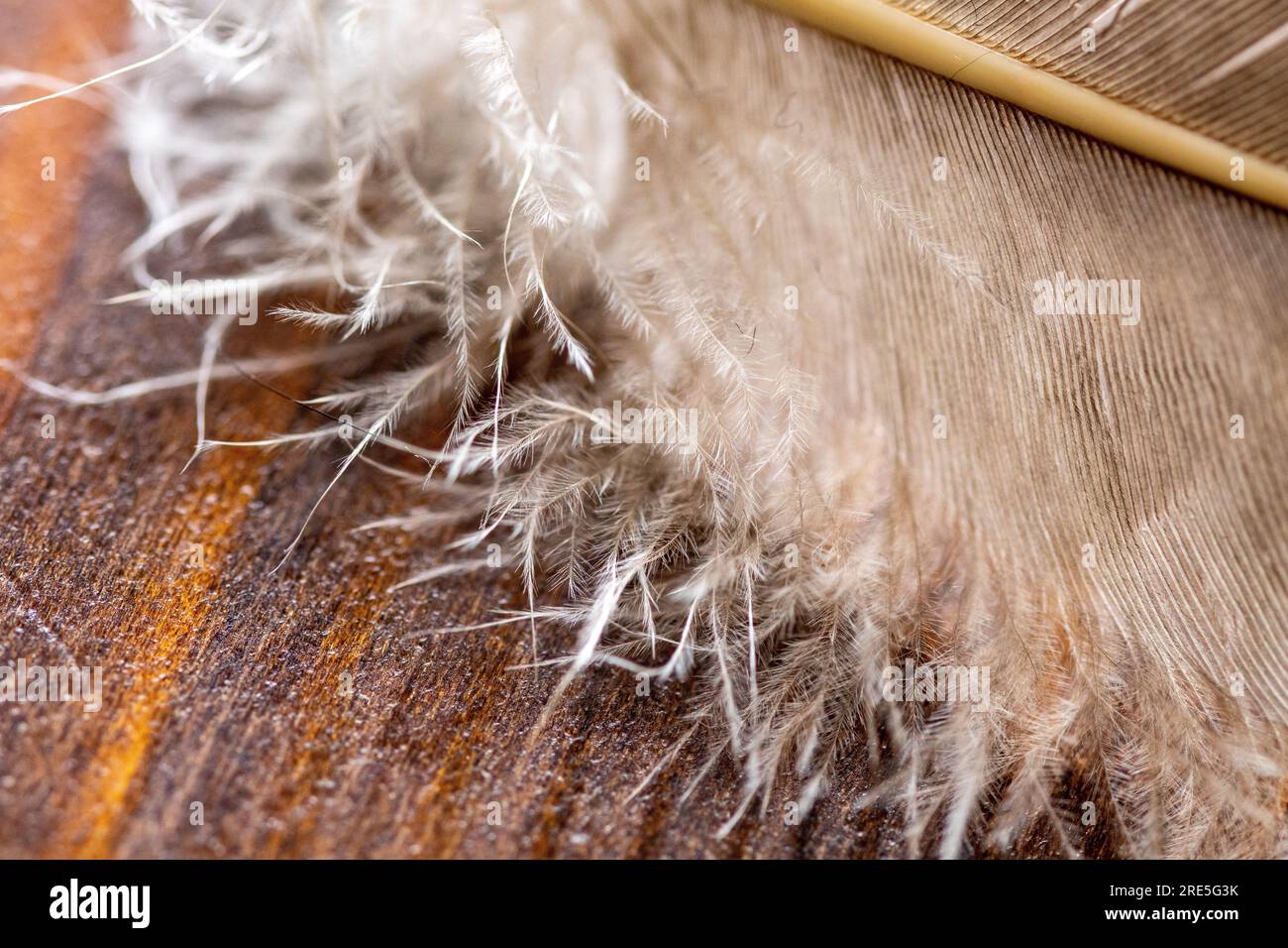 bird feather in detail. Macro background natural colors Stock Photo - Alamy