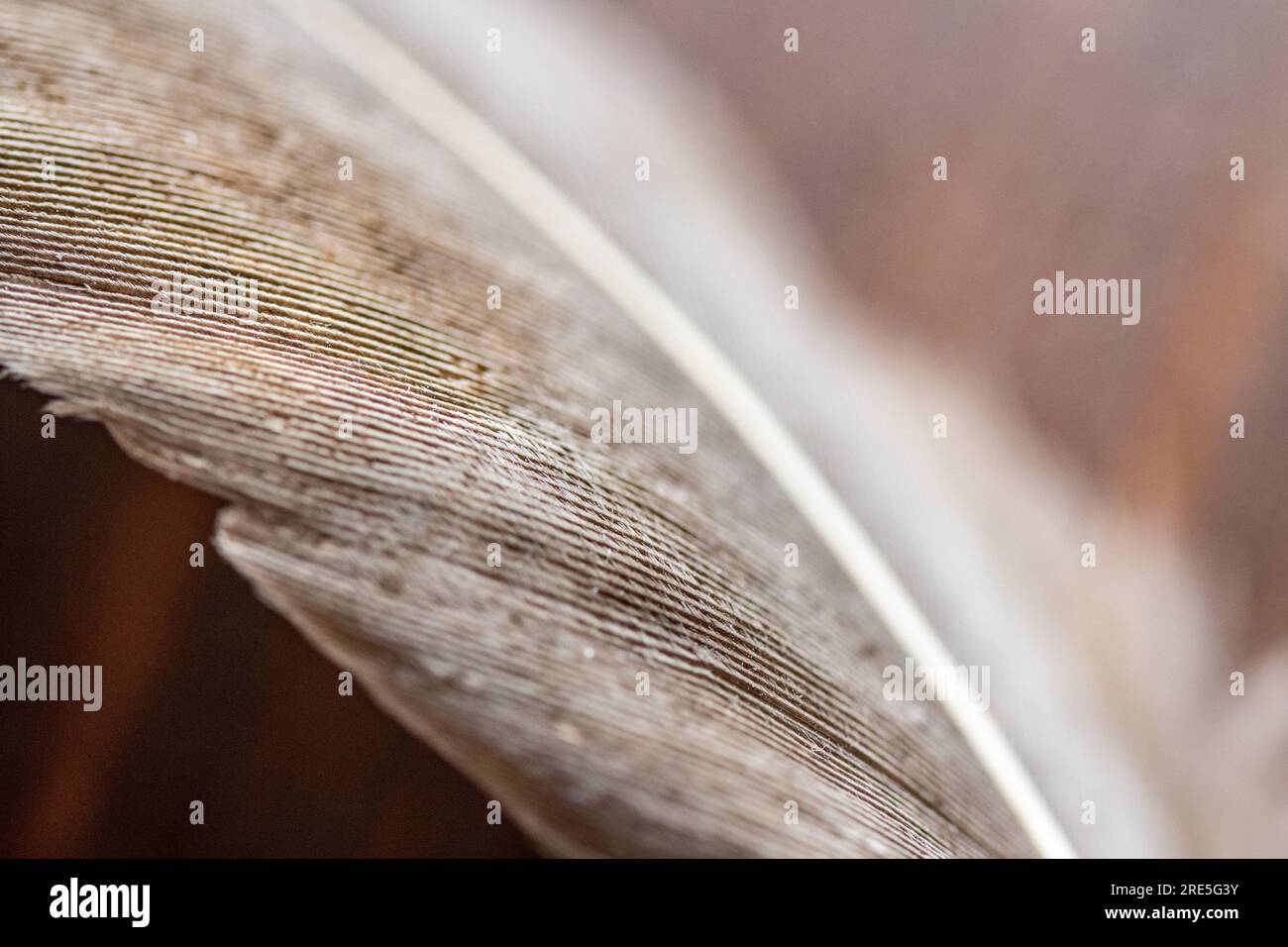 bird feather in detail. Macro background natural colors Stock Photo - Alamy