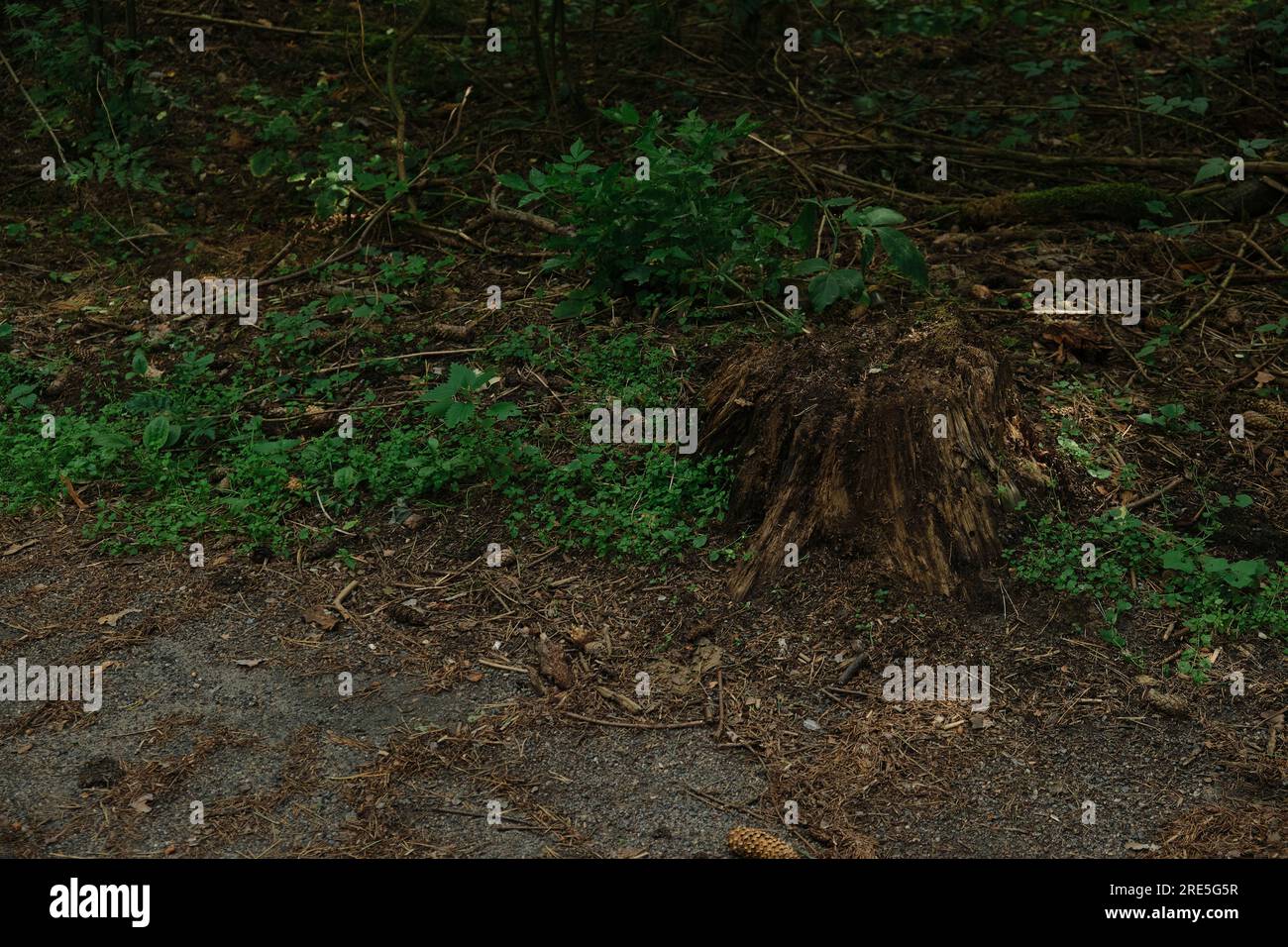 an old rotten stump with roots sticking out of the ground overgrown ...
