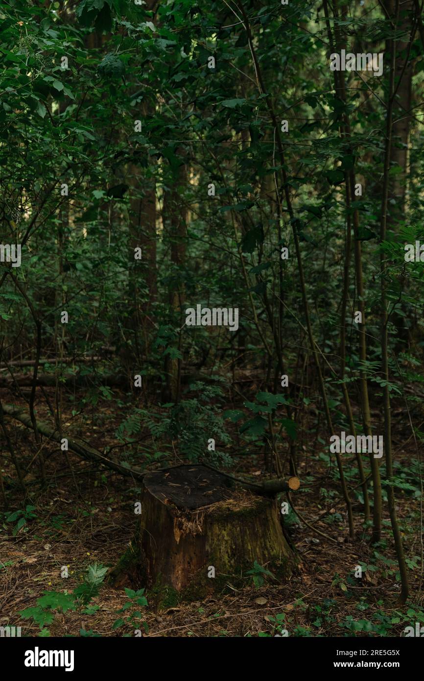an old rotten stump with roots sticking out of the ground overgrown ...