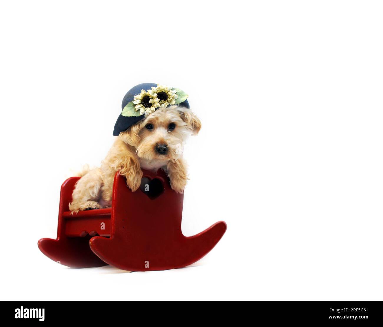 Stay At Home Mom Silkypoo Rocks In Her Red Wooden Rocking Chair