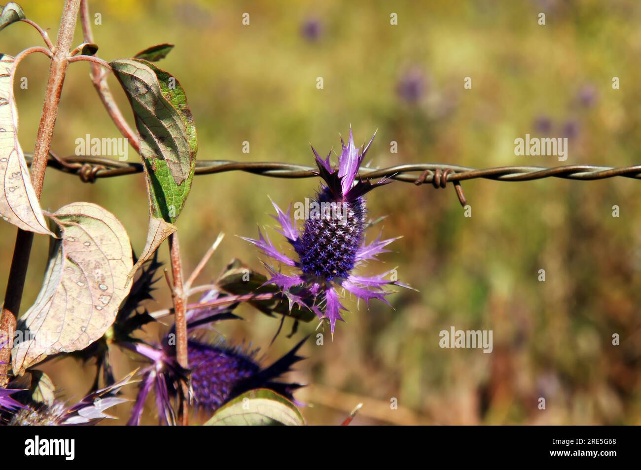 Field in Central Kansas is litered with a purple thistle look-alike ...