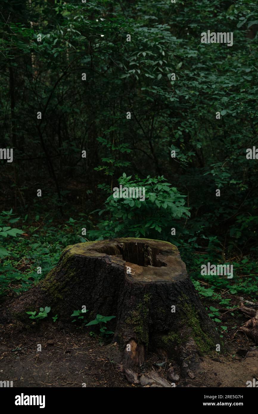 an old rotten stump with roots sticking out of the ground overgrown ...