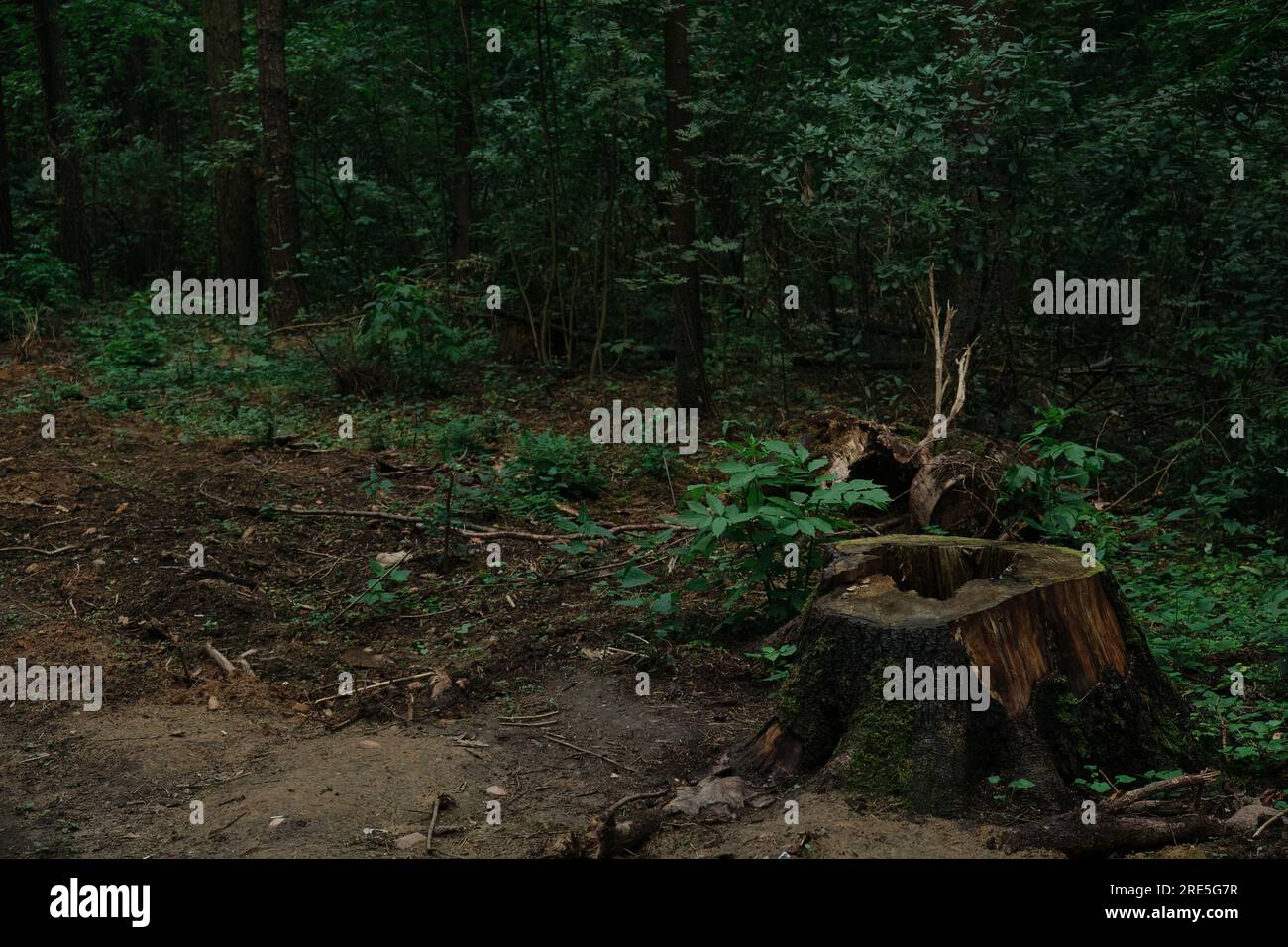 an old rotten stump with roots sticking out of the ground overgrown ...