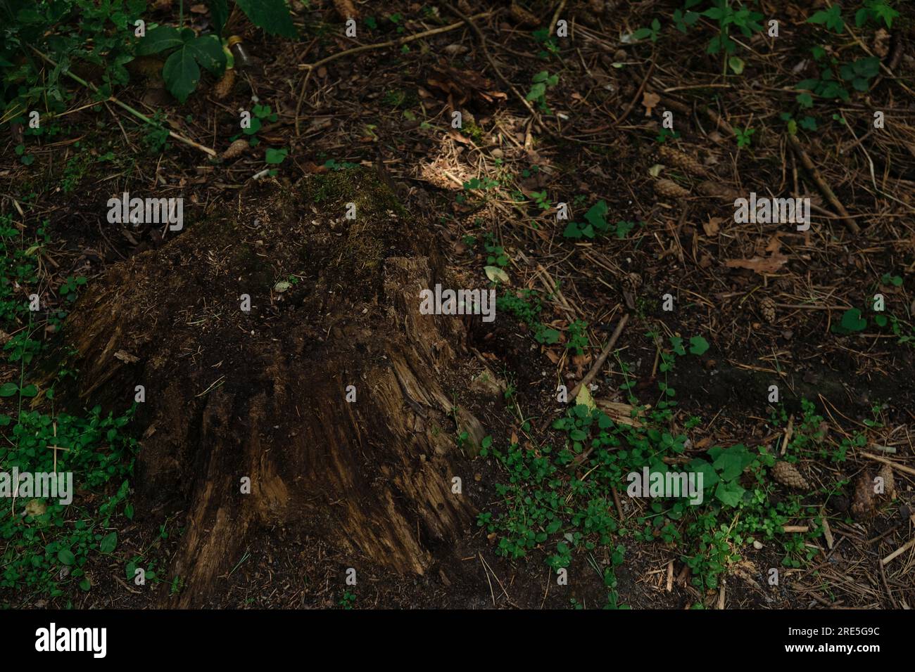 an old rotten stump with roots sticking out of the ground overgrown ...