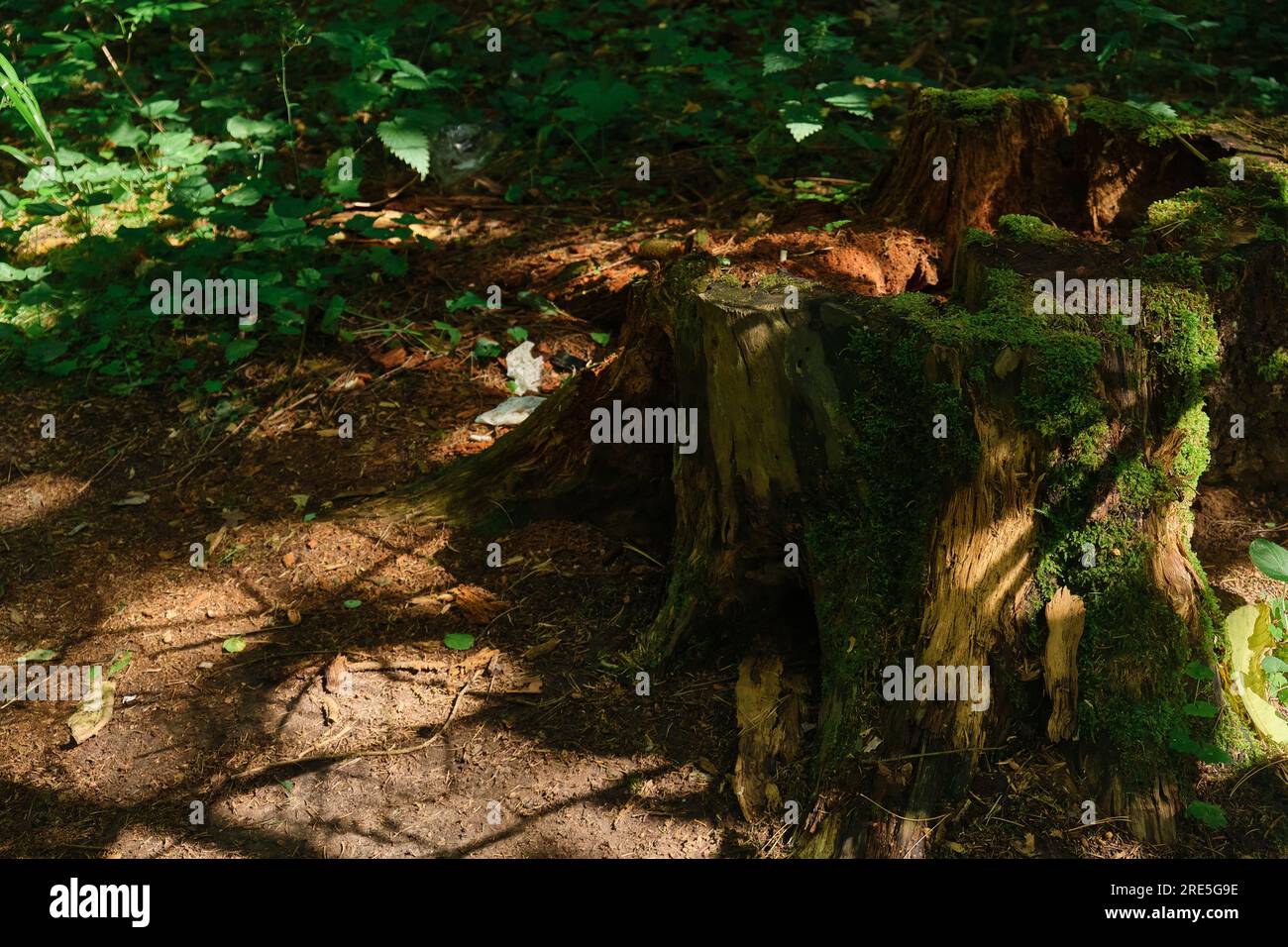 an old rotten stump with roots sticking out of the ground overgrown ...