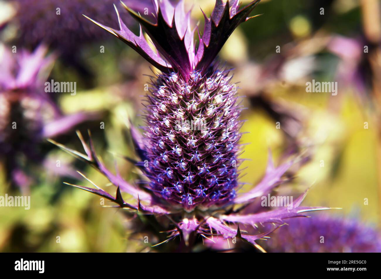 Beautiful Leavenworth Eryngo, a purple thistle look-alike, blooms ...