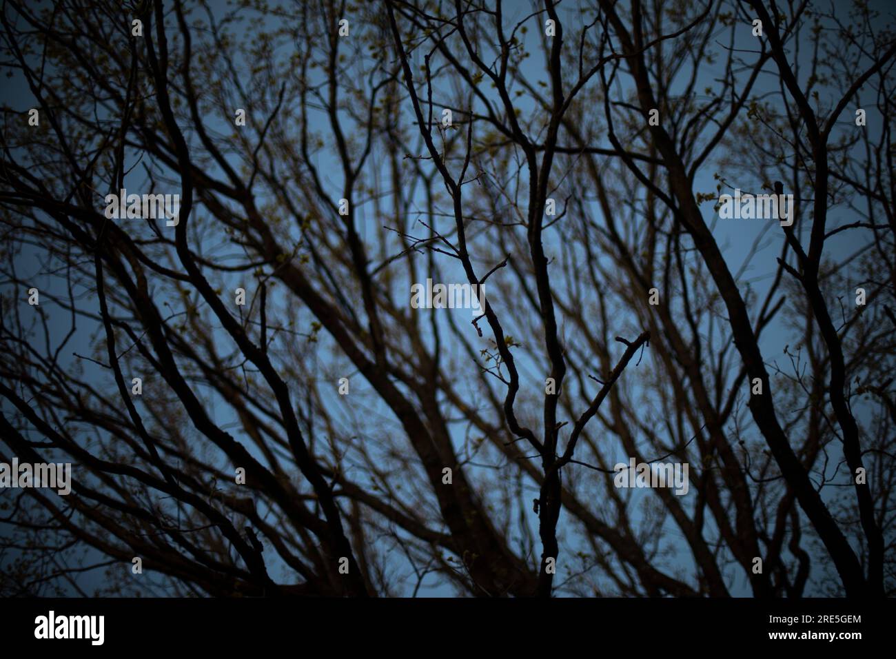 Tree branches. Texture from branches. Natural background. Plant against ...
