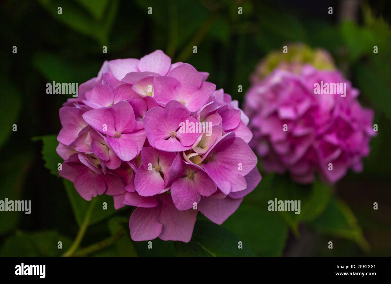 A bush of blooming colorful vibrant pink hydrangeas flowers on its ...