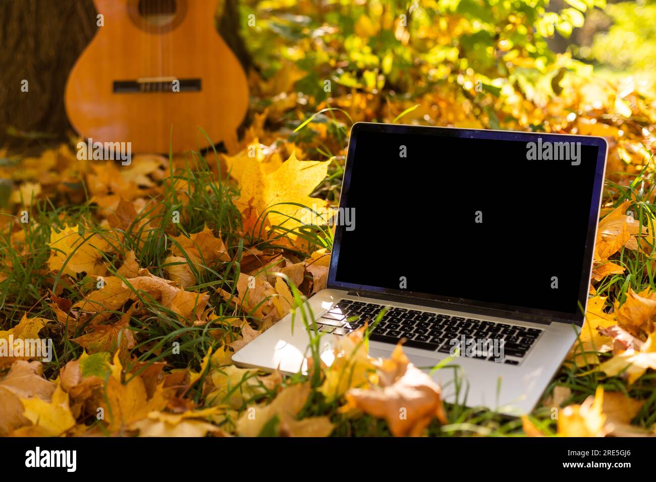 Autumn. laptop, maple leaves on the green grass. Concept. Top view ...