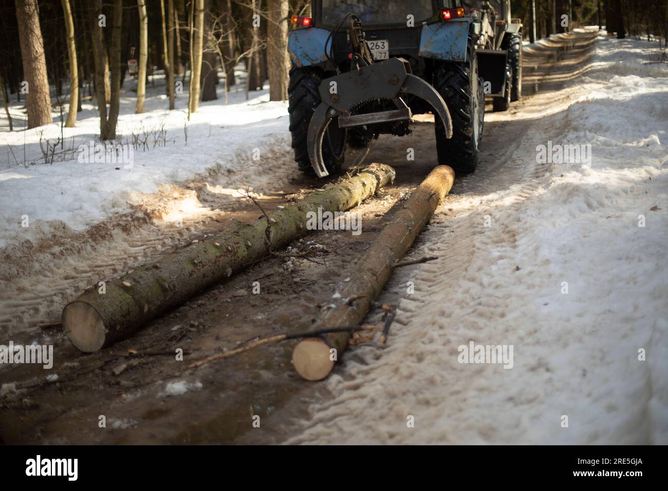 Tractor carrying logs. Forest harvesting. Sawn logs are tied to ...