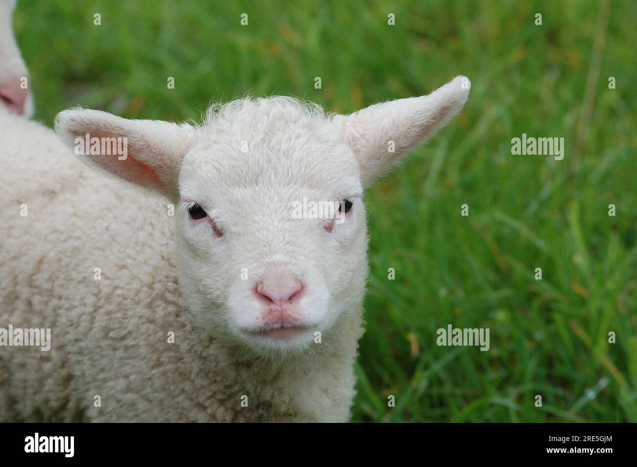 Kindchenschema hi-res stock photography and images - Alamy