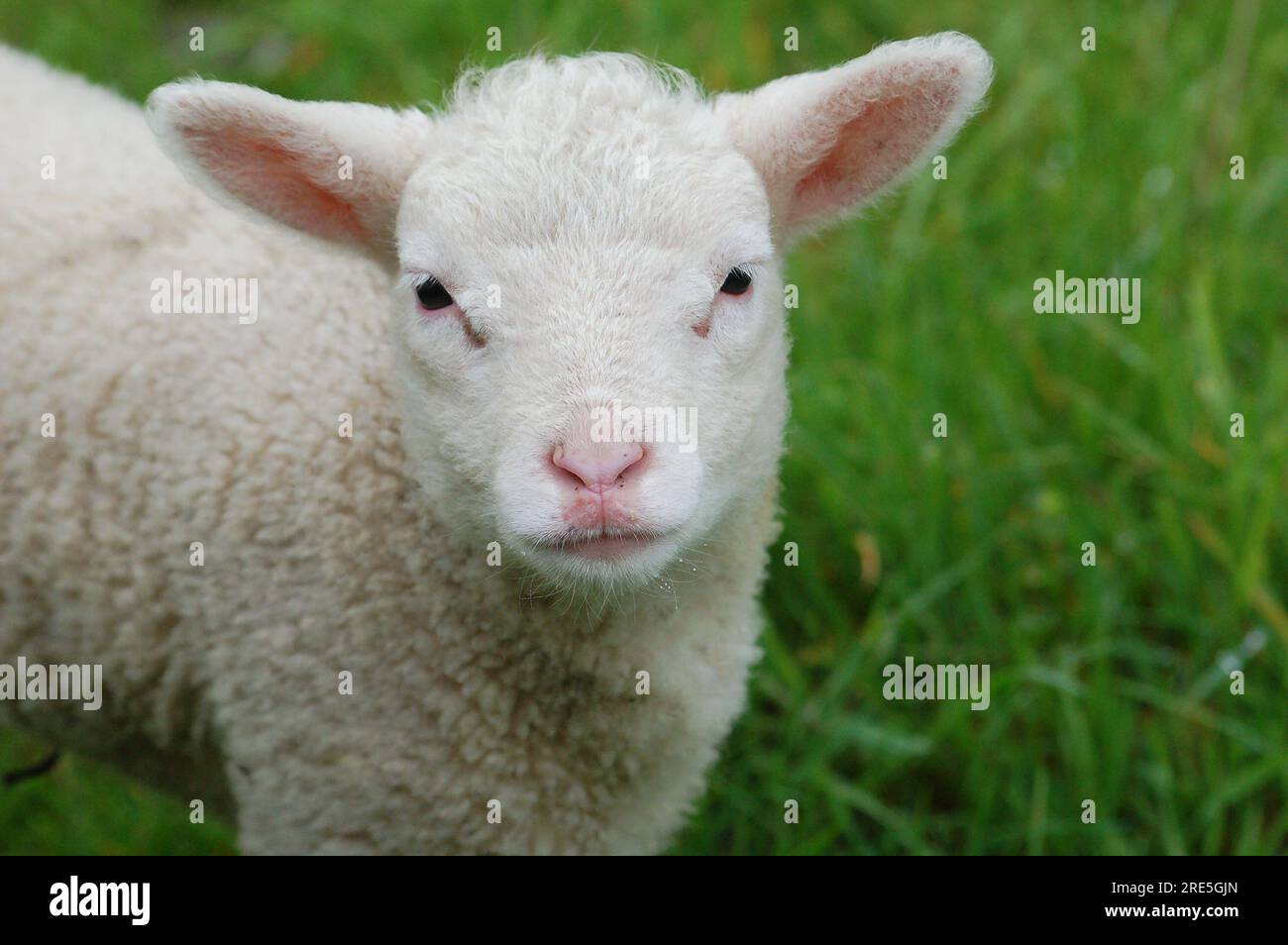 Kindchenschema hi-res stock photography and images - Alamy