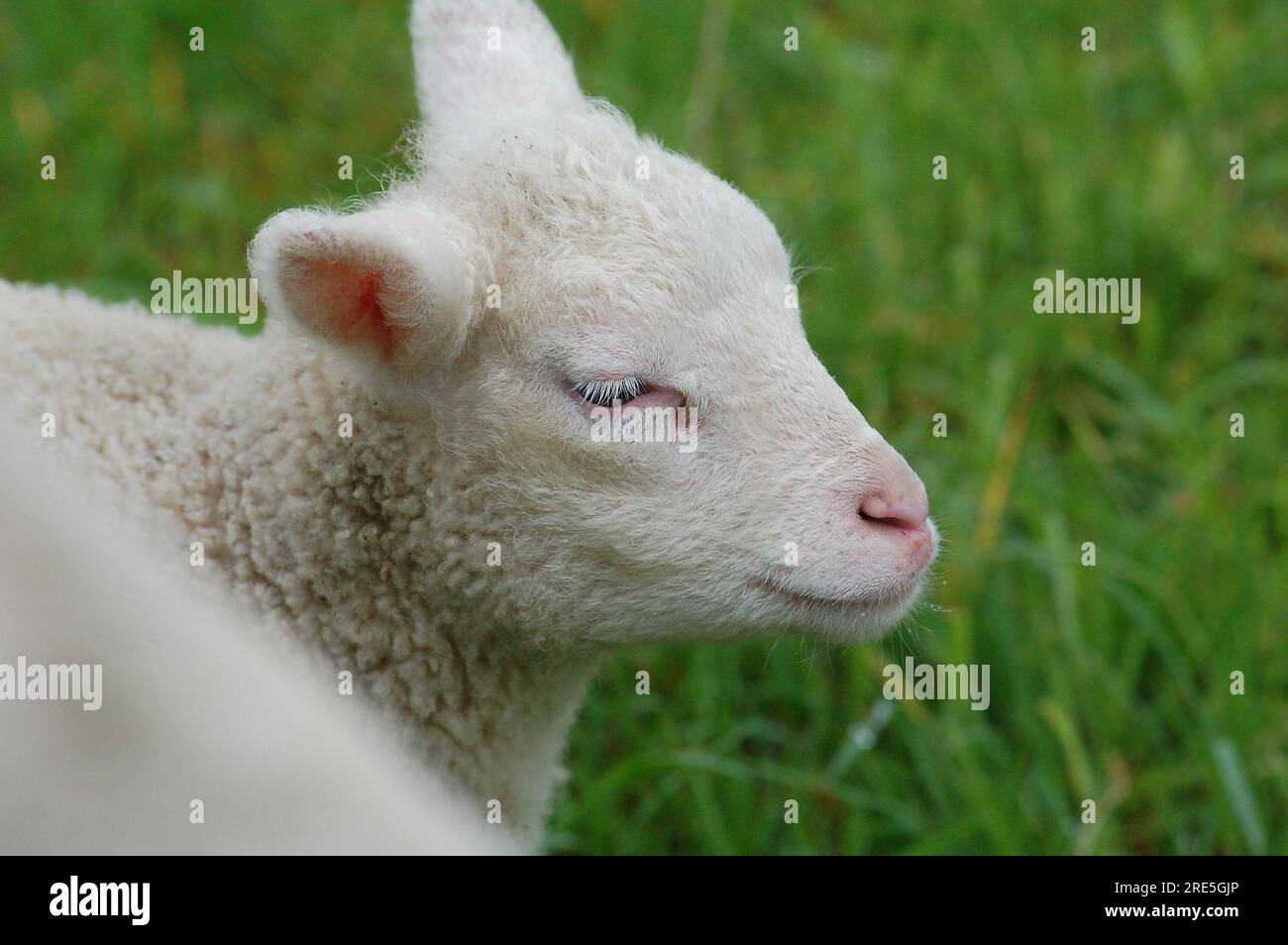 Kindchenschema hi-res stock photography and images - Alamy