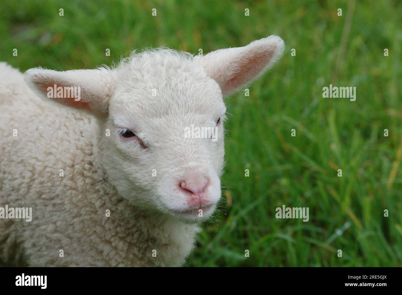 Kindchenschema - Sweet little lamb Stock Photo - Alamy