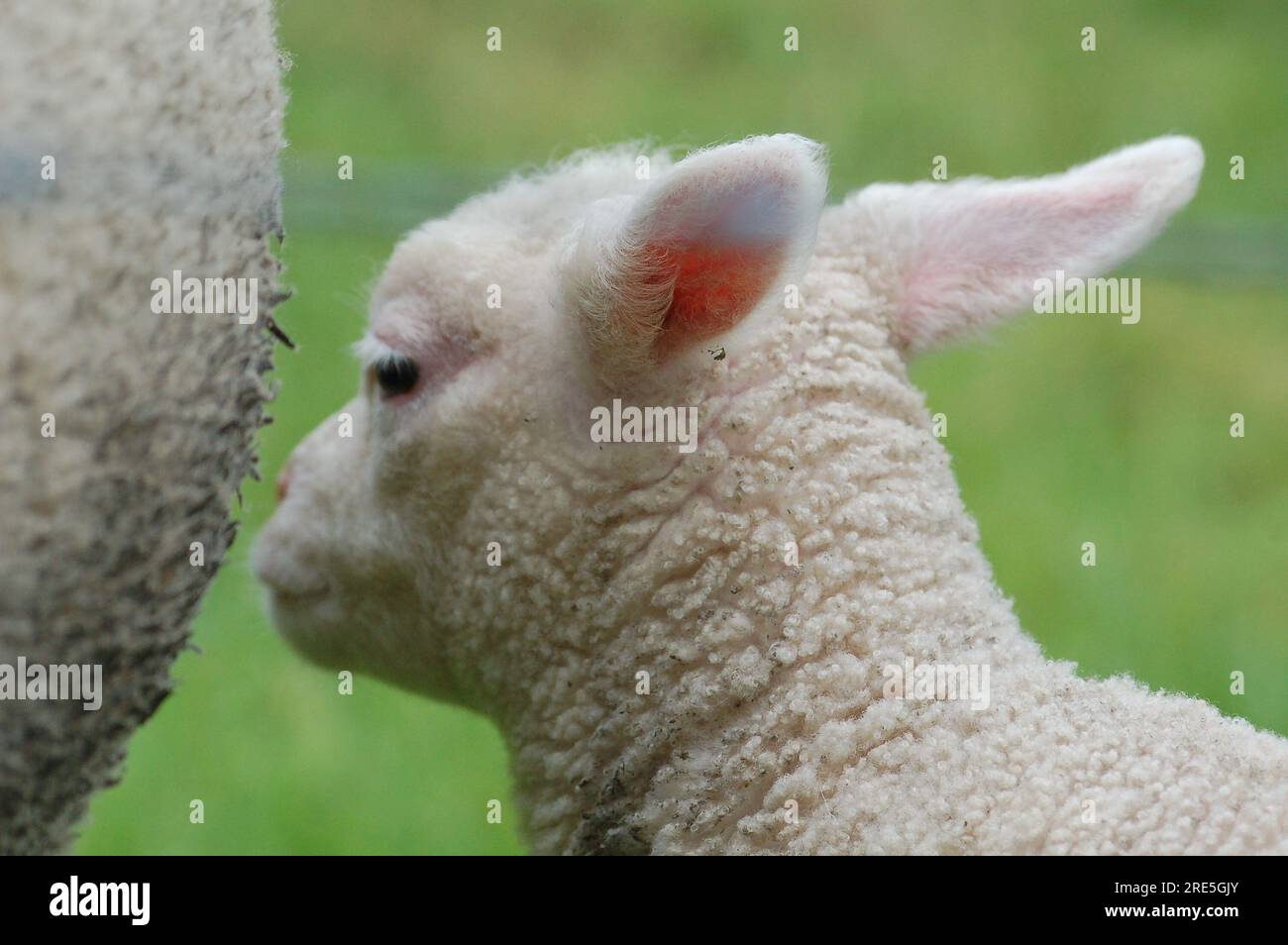 Kindchenschema - Sweet little lamb Stock Photo - Alamy