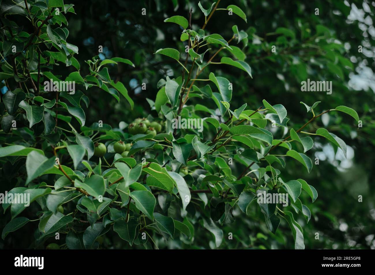 Green cooking apples growing on an old fruit tree, with a blurred ...