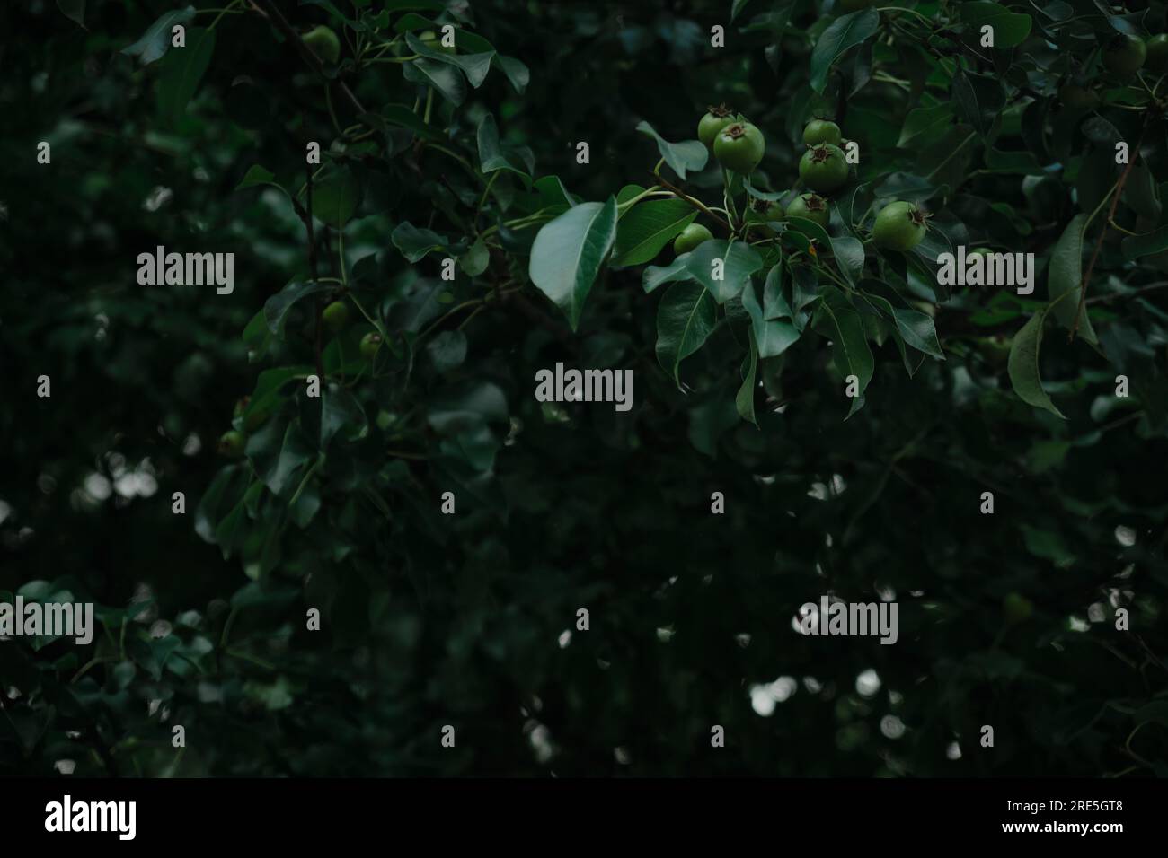 Green cooking apples growing on an old fruit tree, with a blurred ...