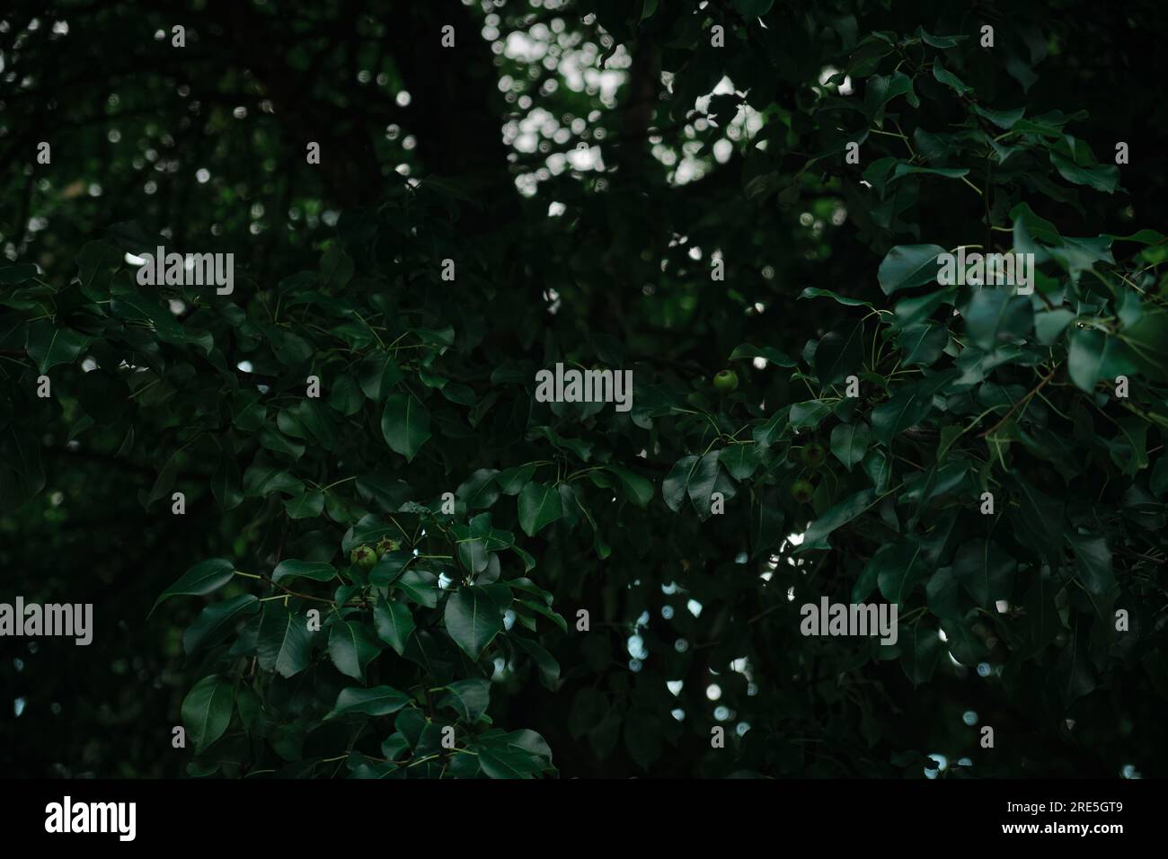 Green cooking apples growing on an old fruit tree, with a blurred ...