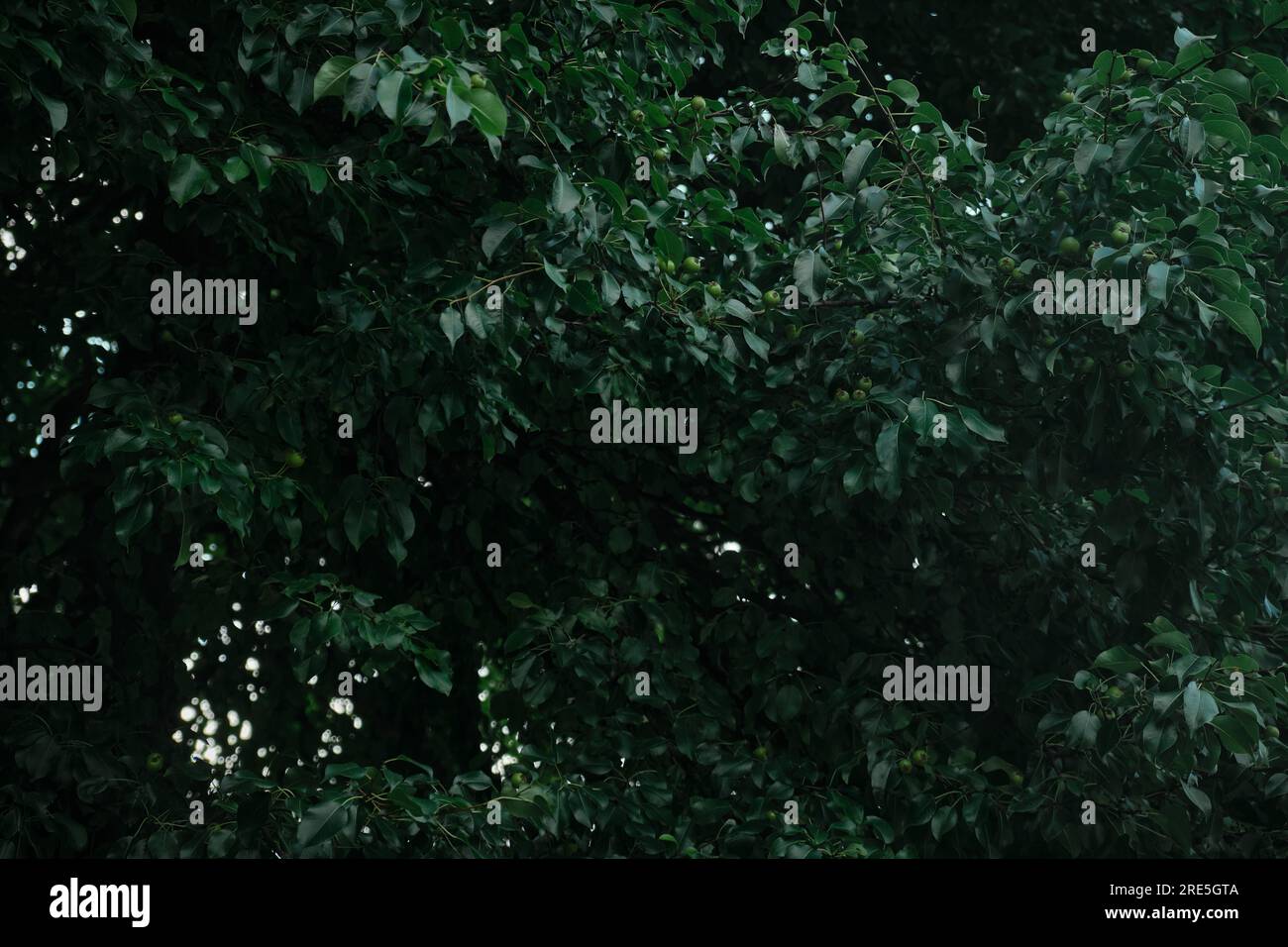 Green cooking apples growing on an old fruit tree, with a blurred ...
