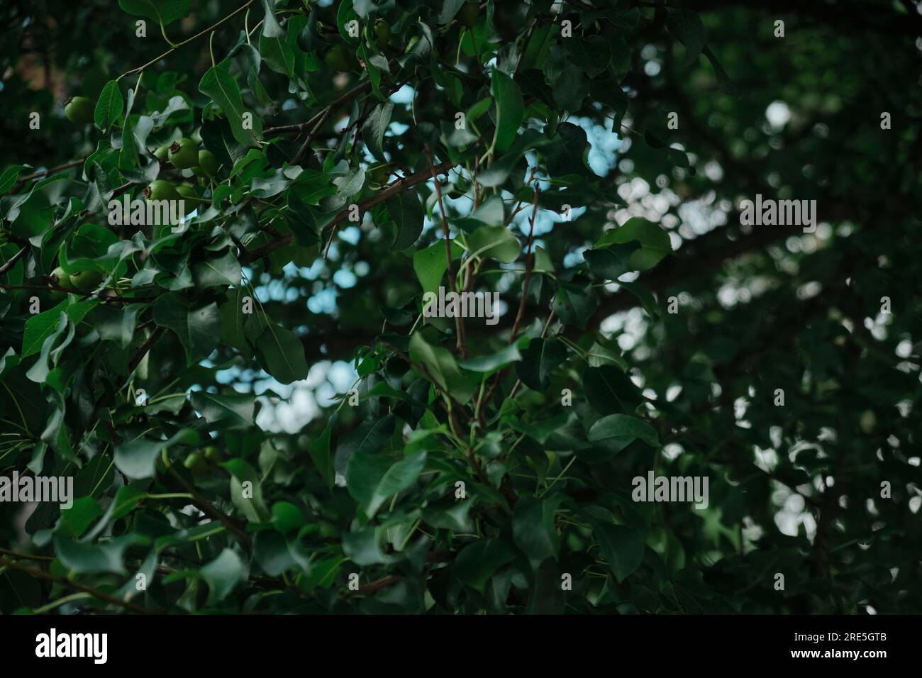Green cooking apples growing on an old fruit tree, with a blurred ...