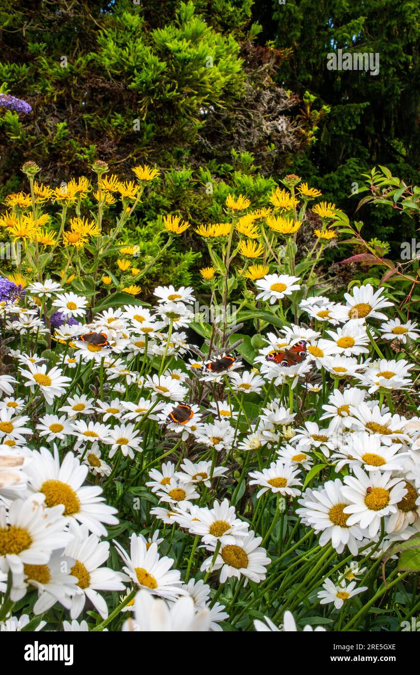 Shasta Daisies and butterflies Stock Photo - Alamy