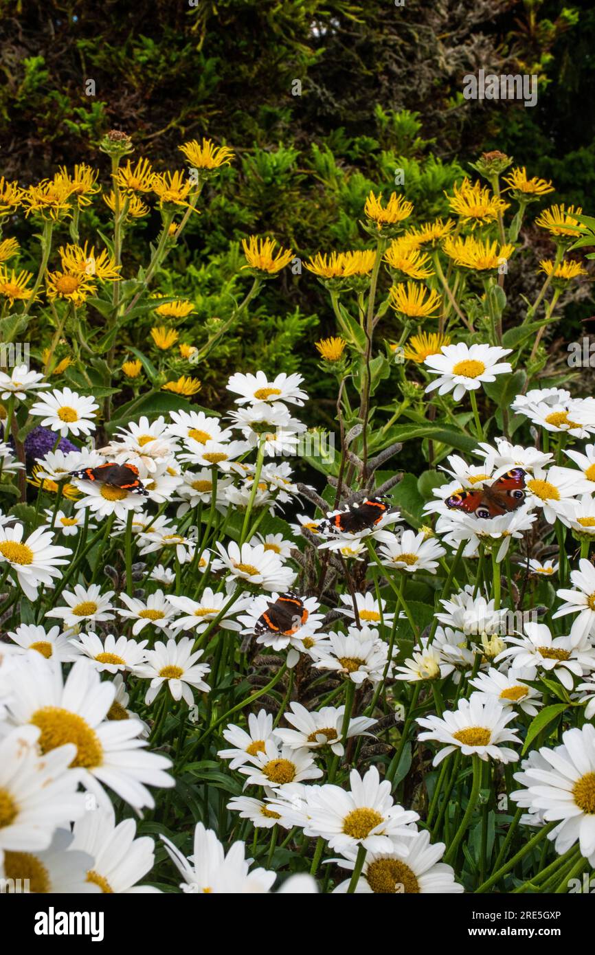 Shasta Daisies and butterflies Stock Photo - Alamy
