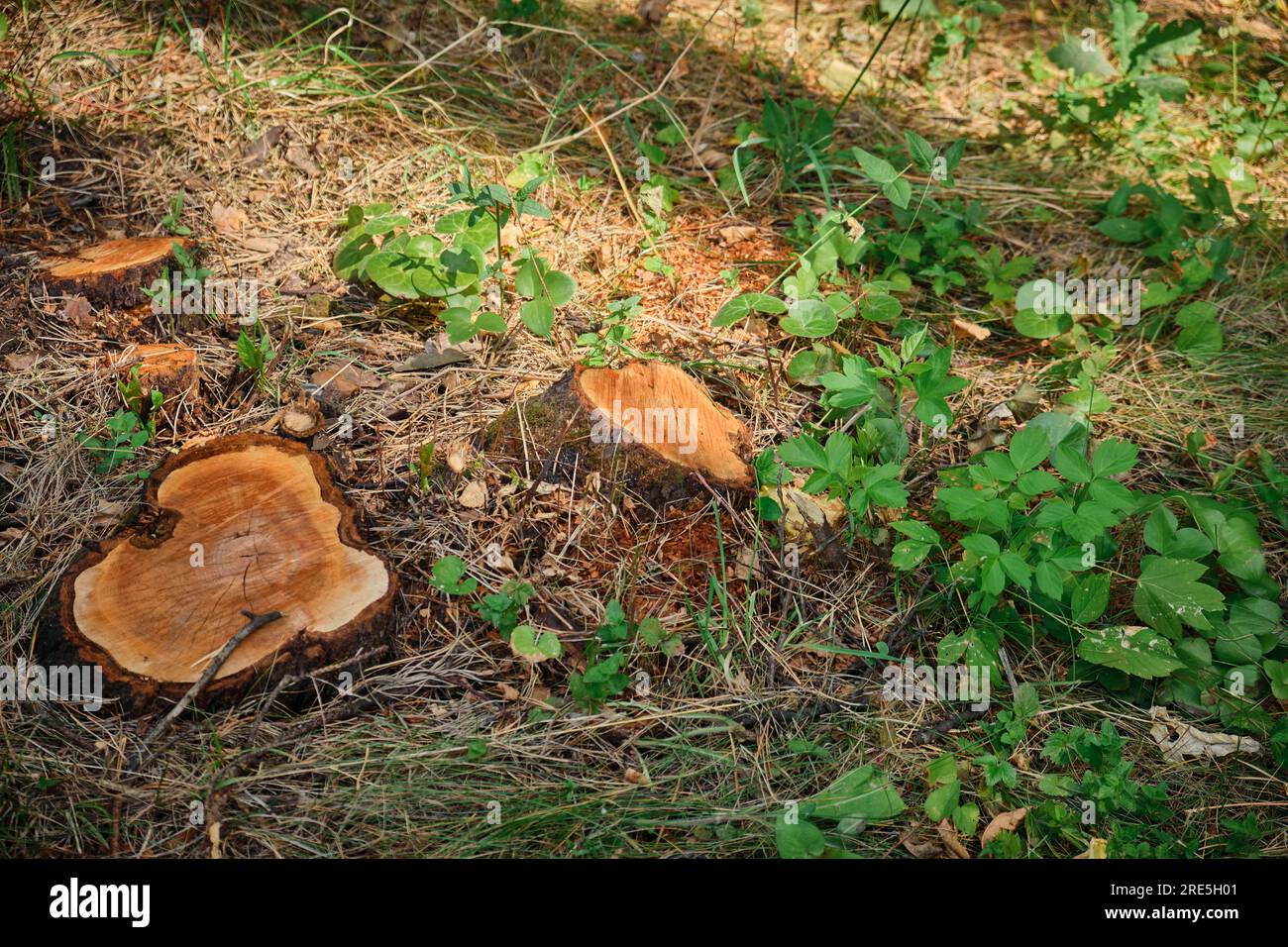 an old rotten stump with roots sticking out of the ground overgrown ...