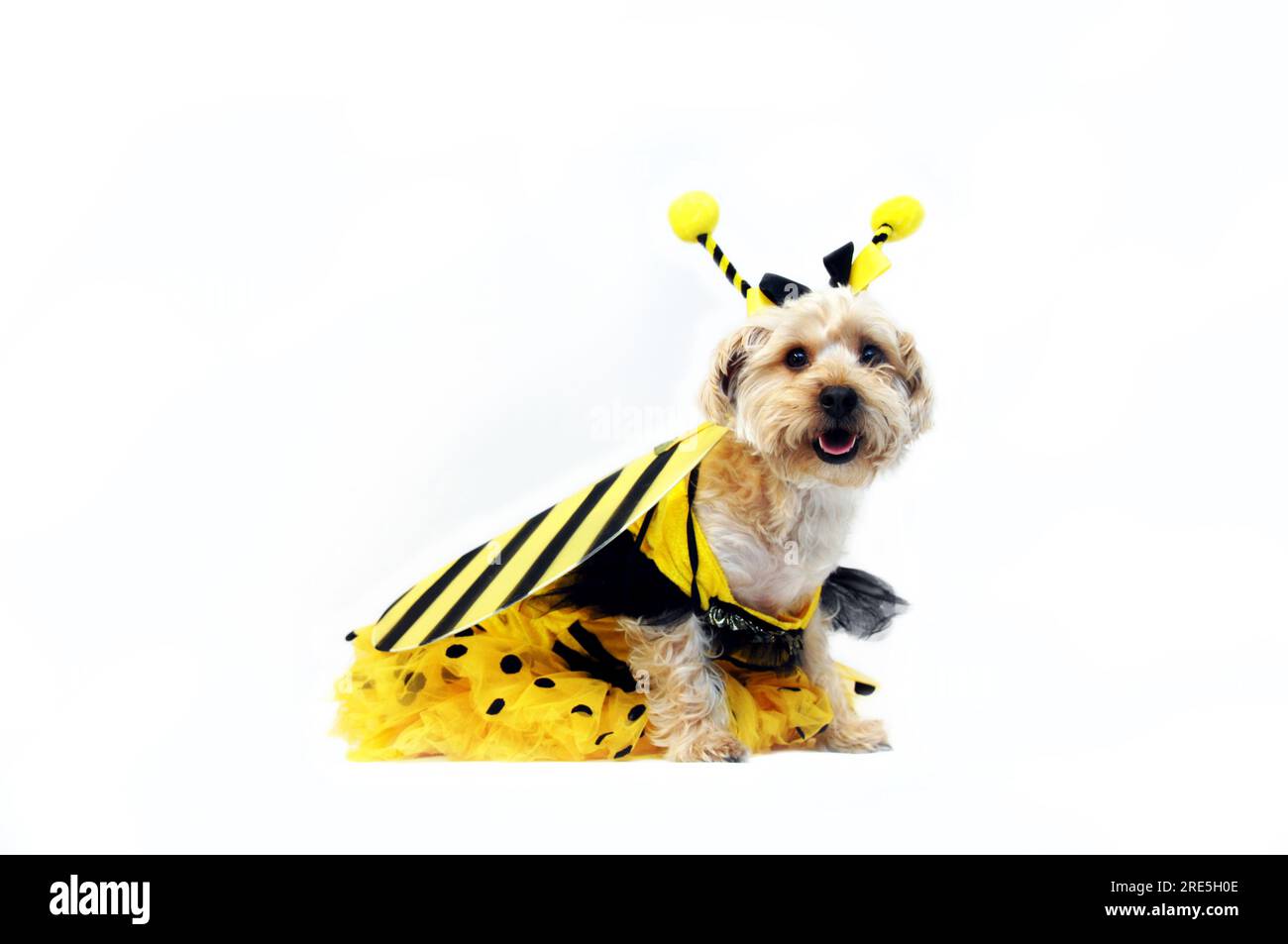Silkypoo wears a bumble bee costume for a costume contest. His costume ...