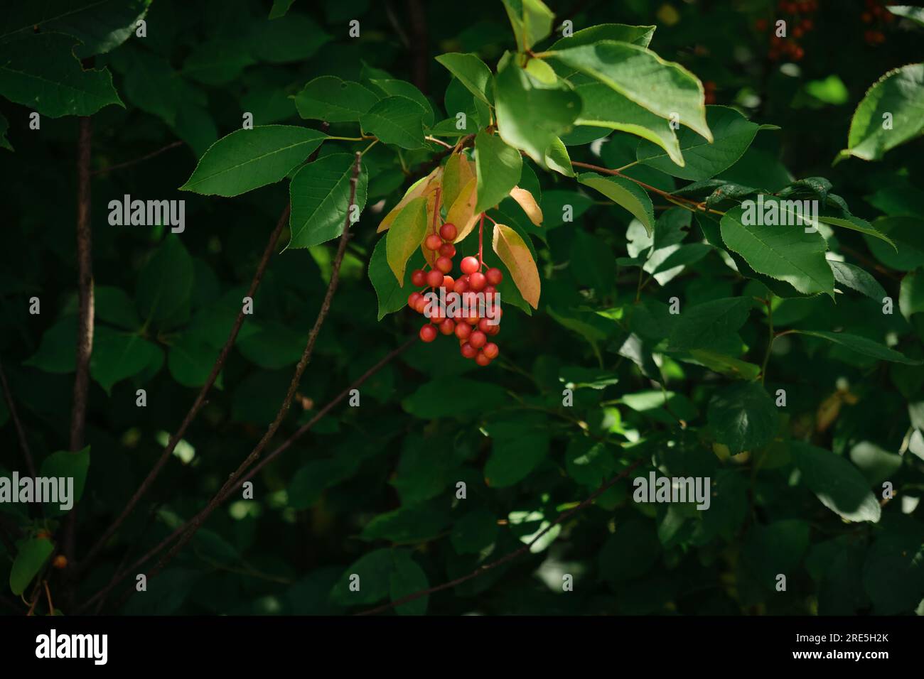red berries of a wild plant in the forest. red fruits. fruit of a wild ...