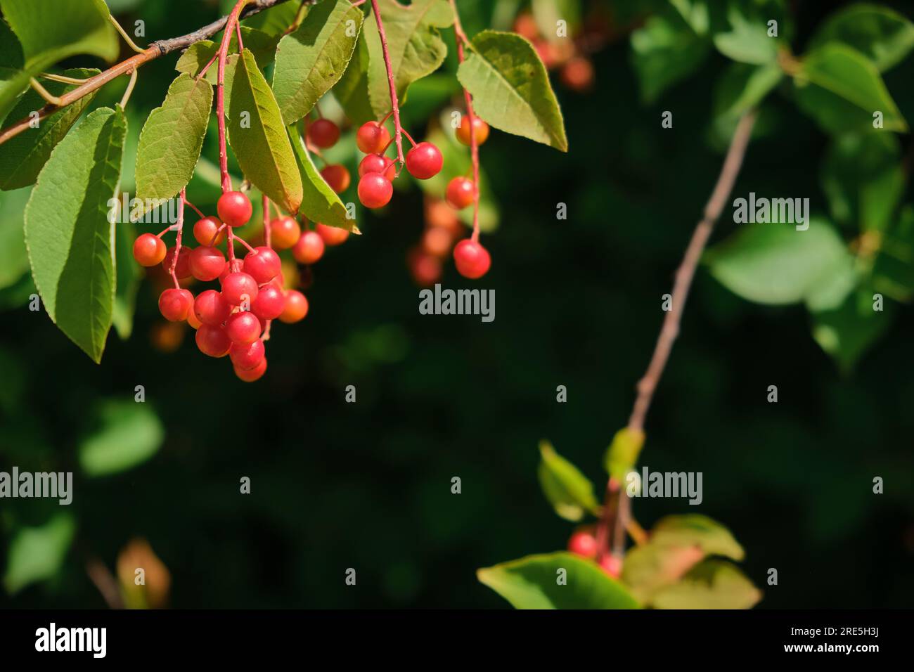 red berries of a wild plant in the forest. red fruits. fruit of a wild ...