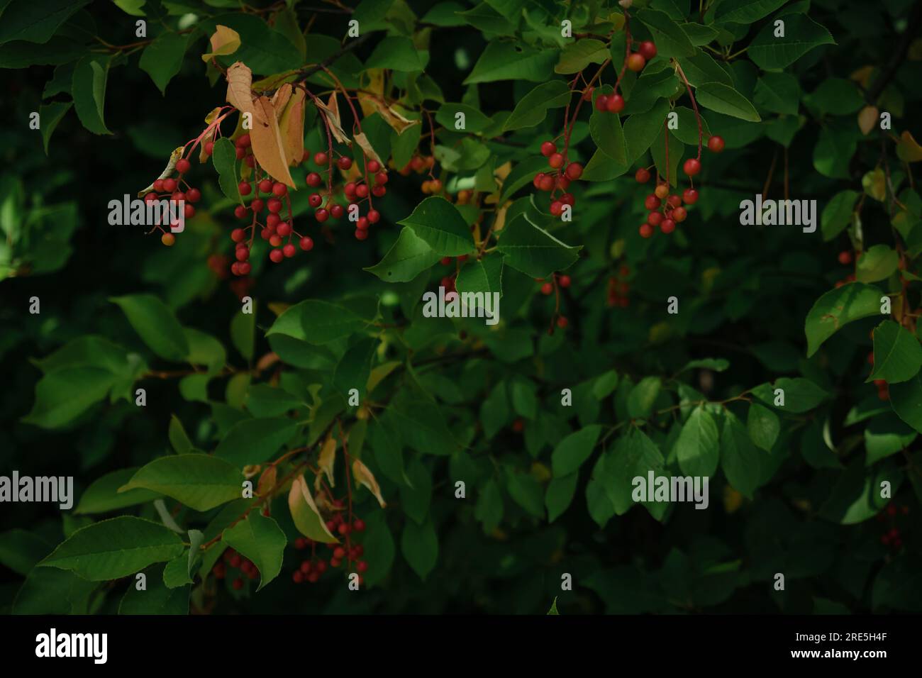 red berries of a wild plant in the forest. red fruits. fruit of a wild ...