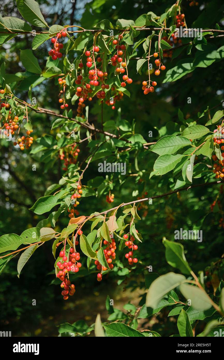 red berries of a wild plant in the forest. red fruits. fruit of a wild ...