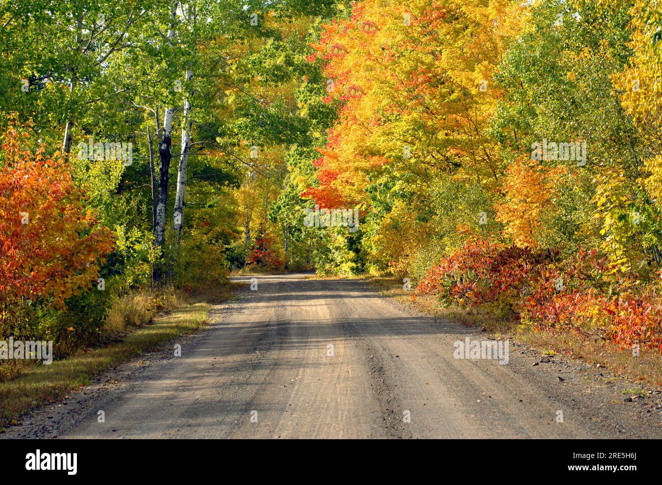 Country lane in brilliant autumn hi-res stock photography and images ...