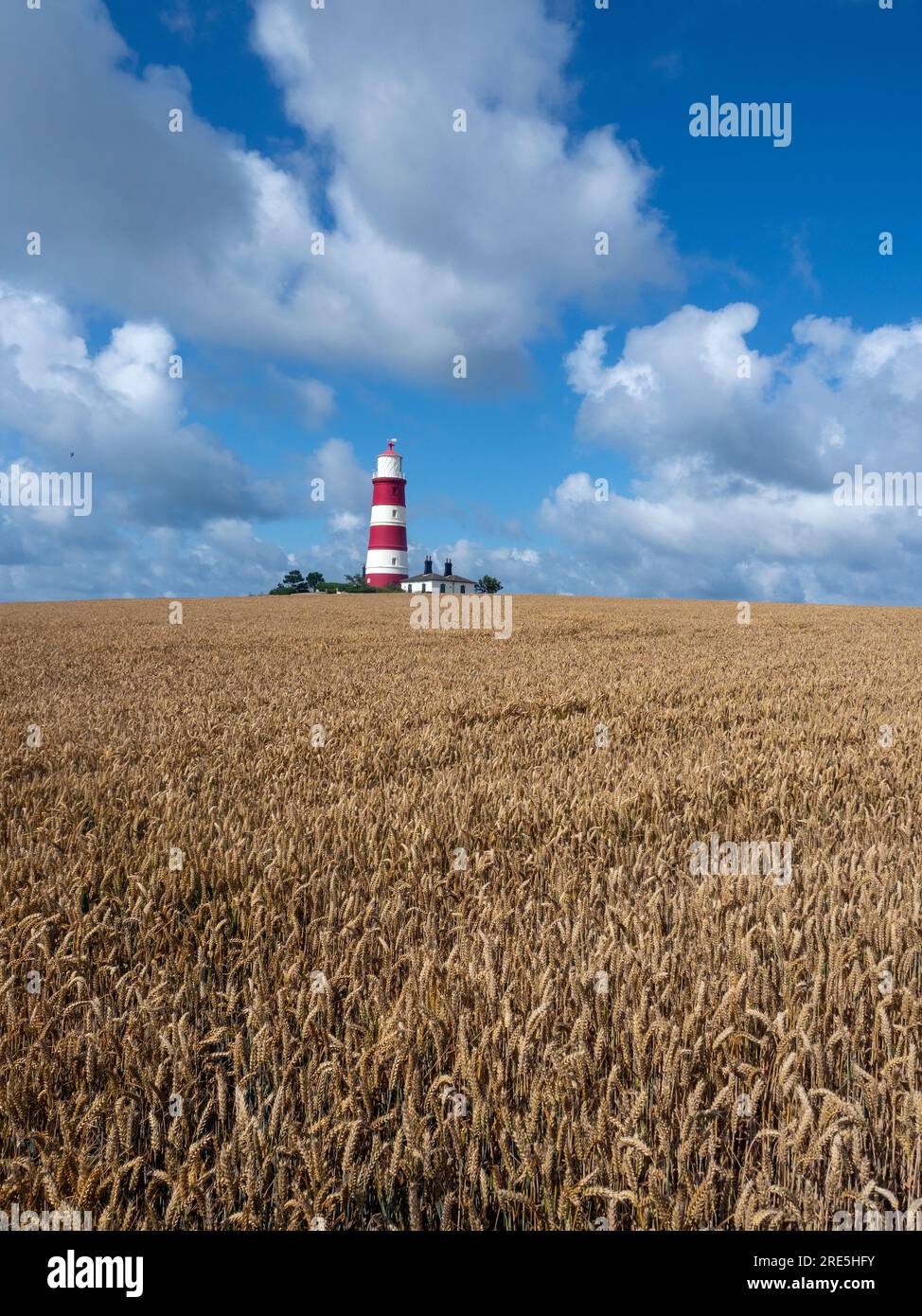 A field of ripening wheat and Light House Happisburgh Norfolk UK Stock ...