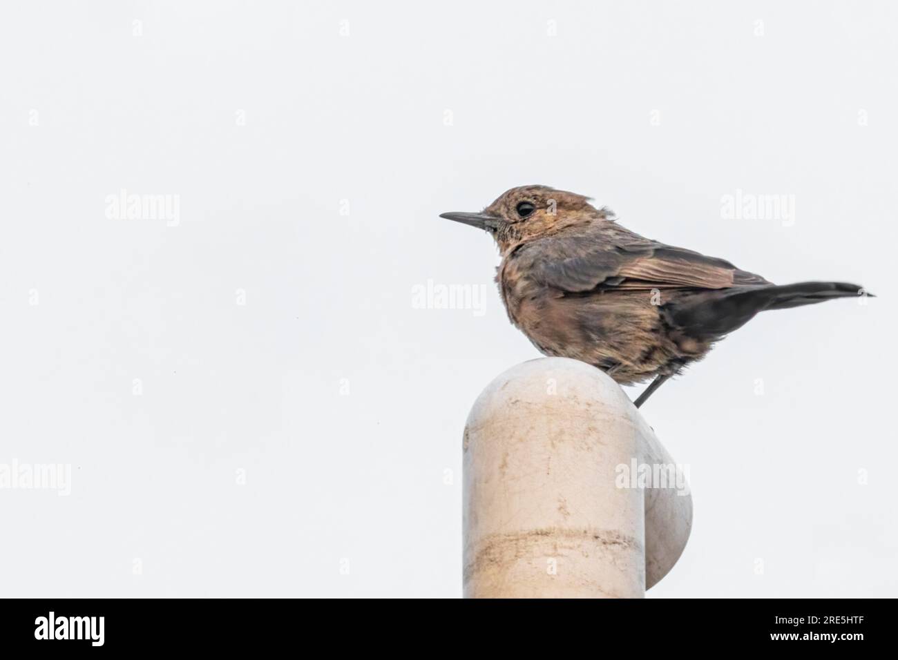 Common rock chat hi-res stock photography and images - Alamy