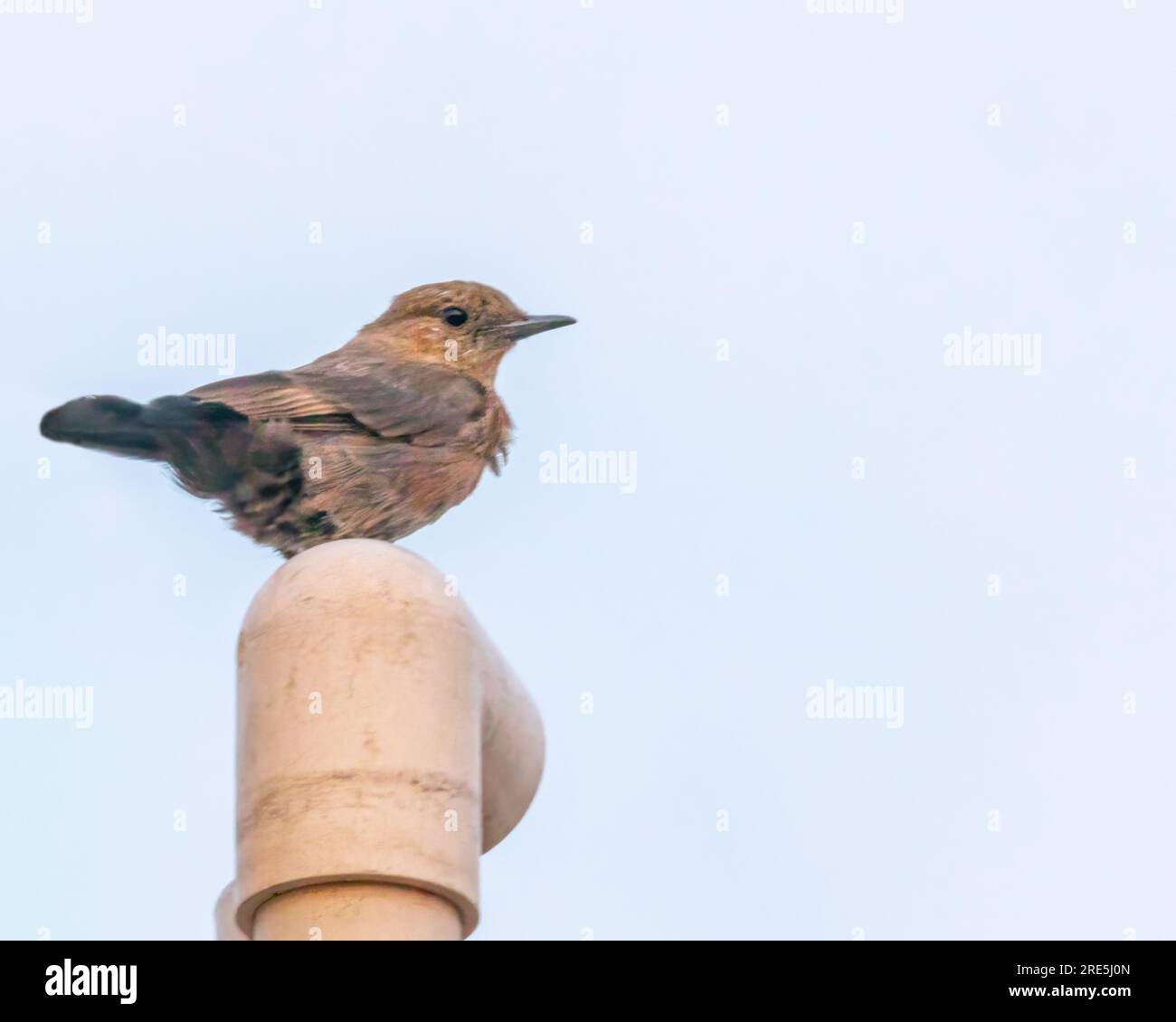 Common rock chat hi-res stock photography and images - Alamy