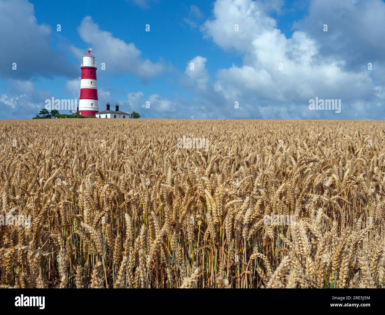 A field of ripening wheat and Light House Happisburgh Norfolk UK Stock ...