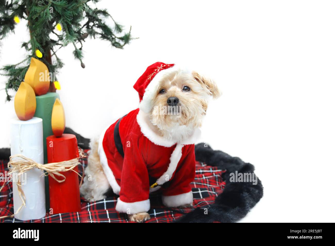 Poo costume hi-res stock photography and images - Alamy