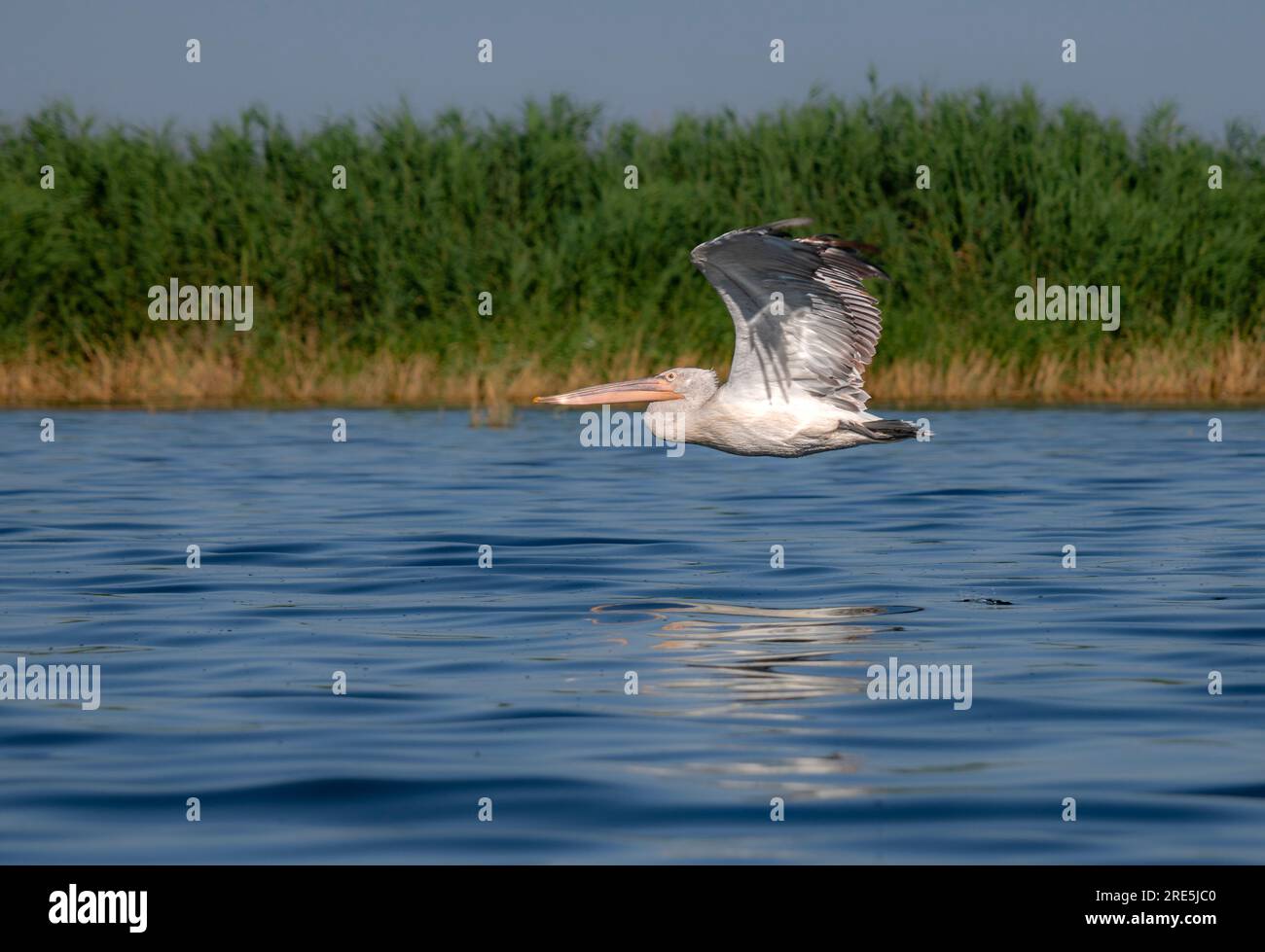 Pelicans living in Çivril luminous lake take off from the water Stock ...