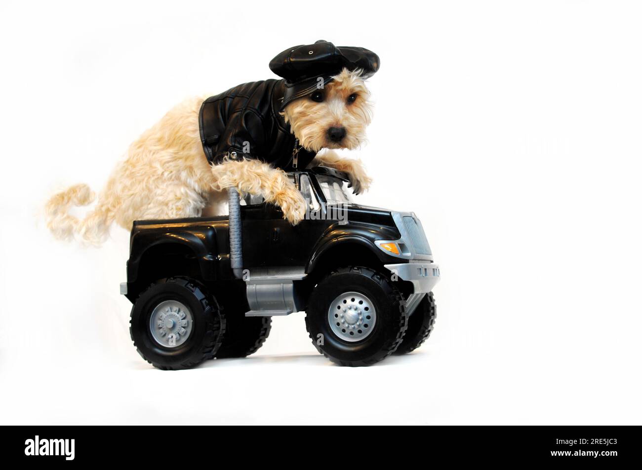 Getaway Car complete with Shitzoo dog weariing black leather jacket ...