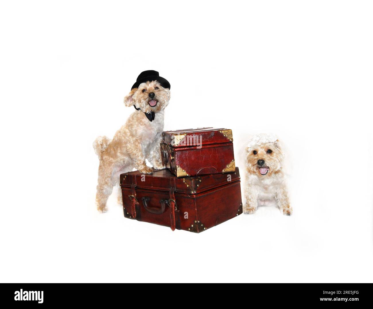 Two Silky Poos get ready to leave on their honeymoon. Both are wearing ...