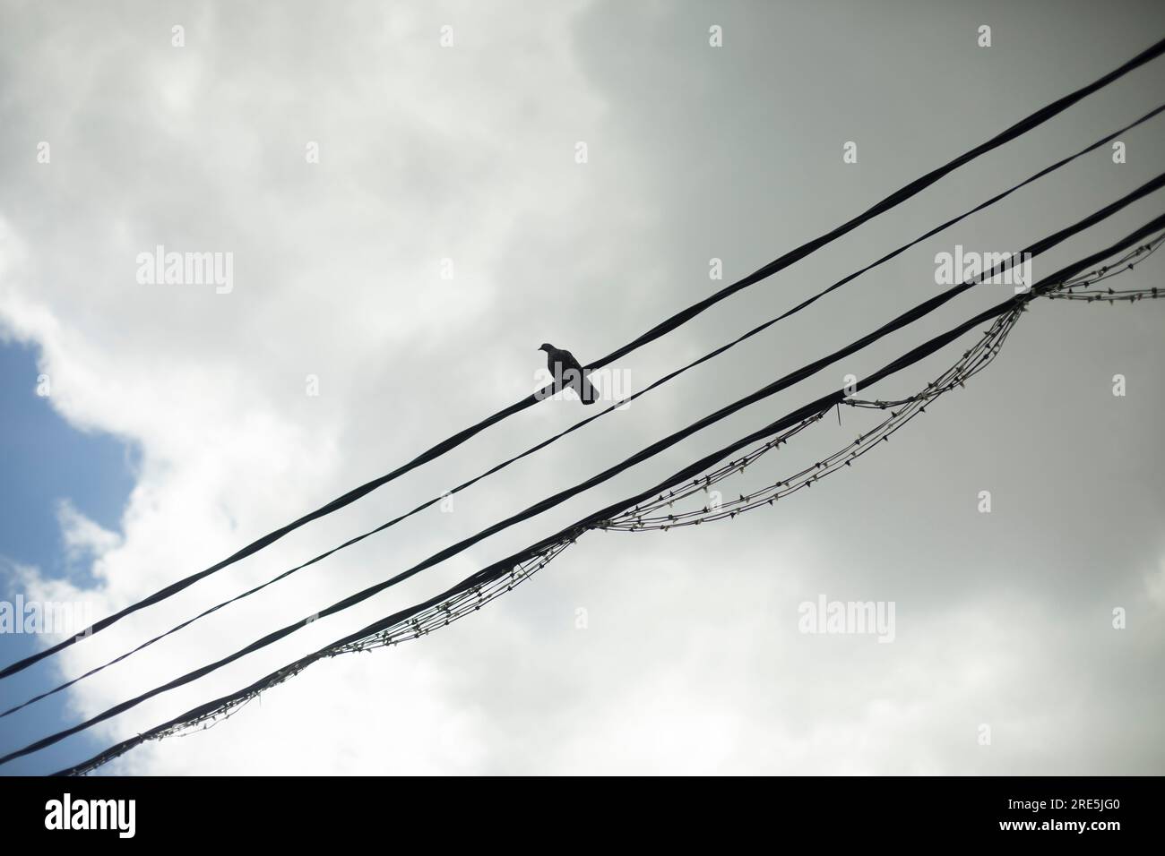 Bird sits on wires. Wire on sky background. Bird sits alone on rope ...