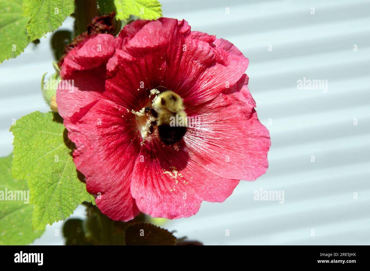 Large bee works at collecting pollen from a large hibiscus bloom. The ...